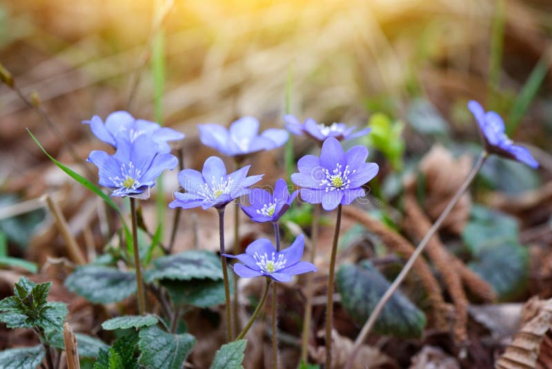 Blooming in the Spring Forest Hepatica Nobilis Stock Photo - Image of ...
