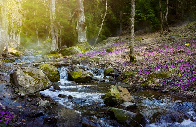 Blooming Spring Forest; Mountain Stream and Spring Flowers Stock Photo ...