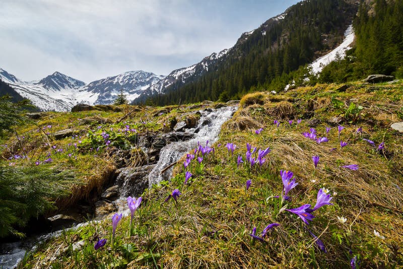 Mountain Stream And Spring Forest Flowers Stock Photo - Image of forest ...