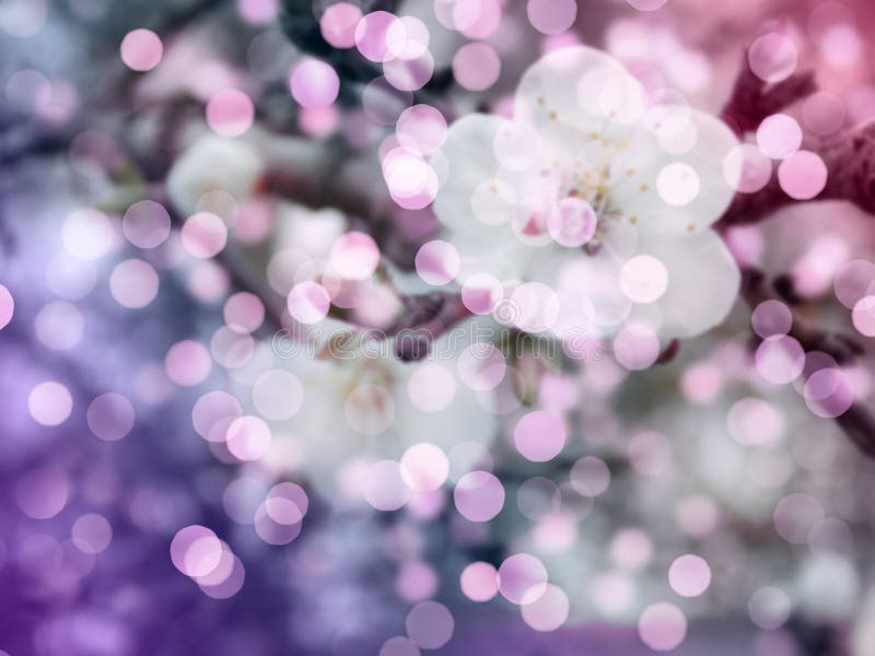 Blooming Spring Fruit Tree, Blurred Bokeh Pattern Stock Photo - Image ...