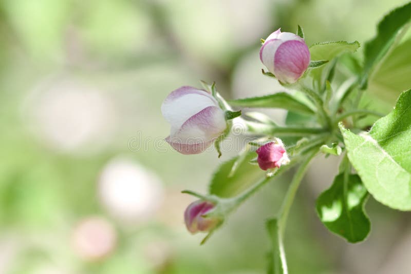 Blooming Spring Garden, Blooming of Fruit Trees in Spring Time ...
