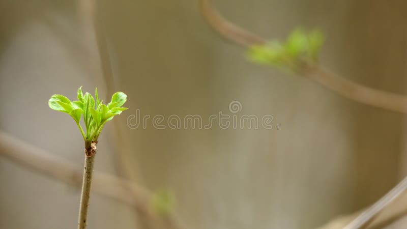 Blooming Spring Leafs Buds on Tree. Blurred Forest Background Stock ...