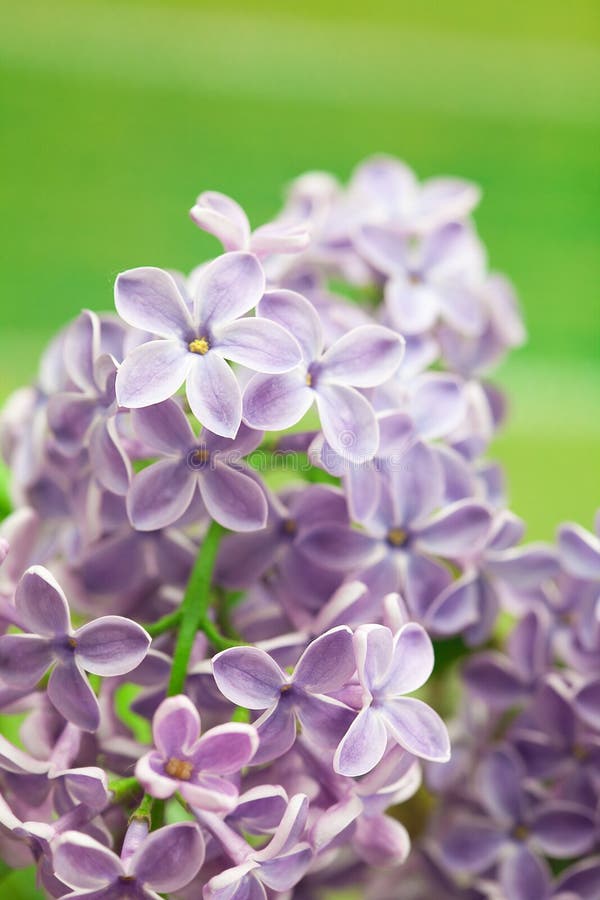 Blooming spring lilac stock image. Image of colour, close - 19488999