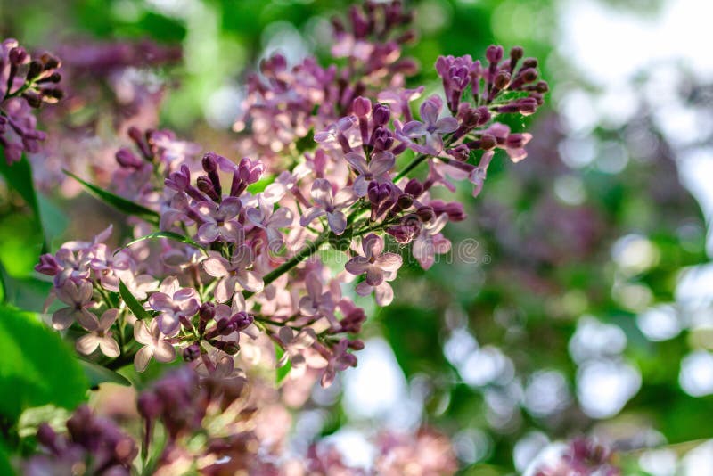 Blooming Spring Lilacs Flowers in Garden on Blurred Background with ...
