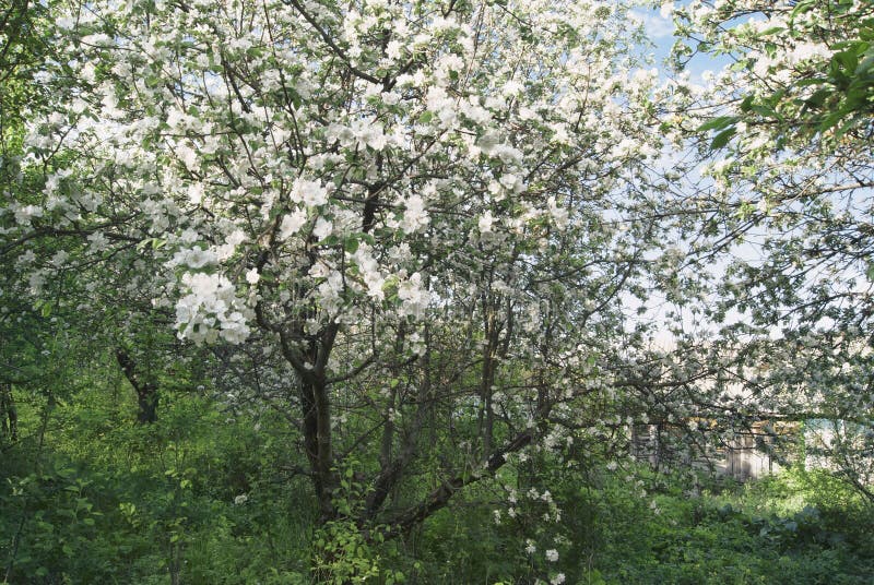 Blooming in the Spring May Garden Apple Tree Stock Image - Image of ...