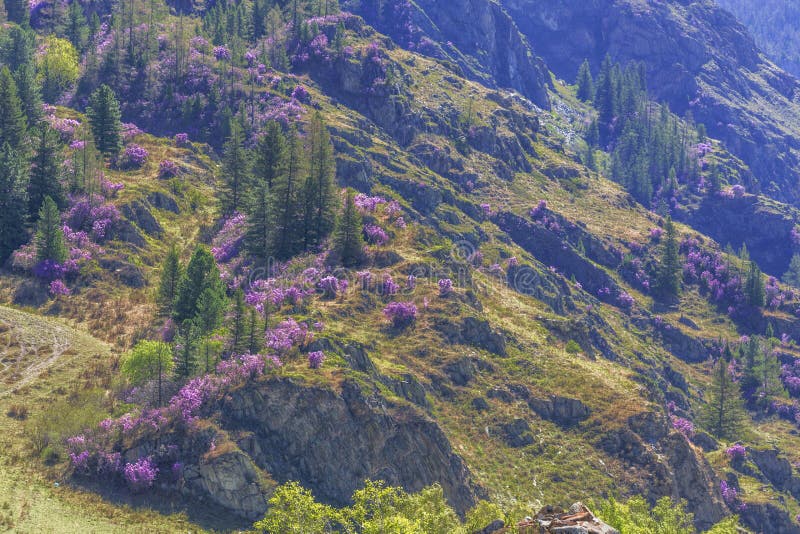 Blooming Spring Mountainside in the Altai Stock Image - Image of scenic ...