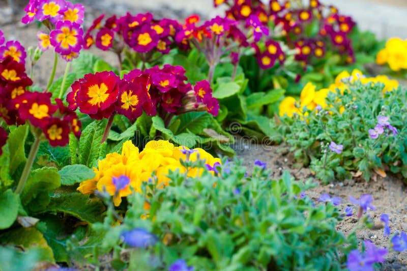 Blooming Spring Primulas in Colorful Flower Bed Stock Photo - Image of ...