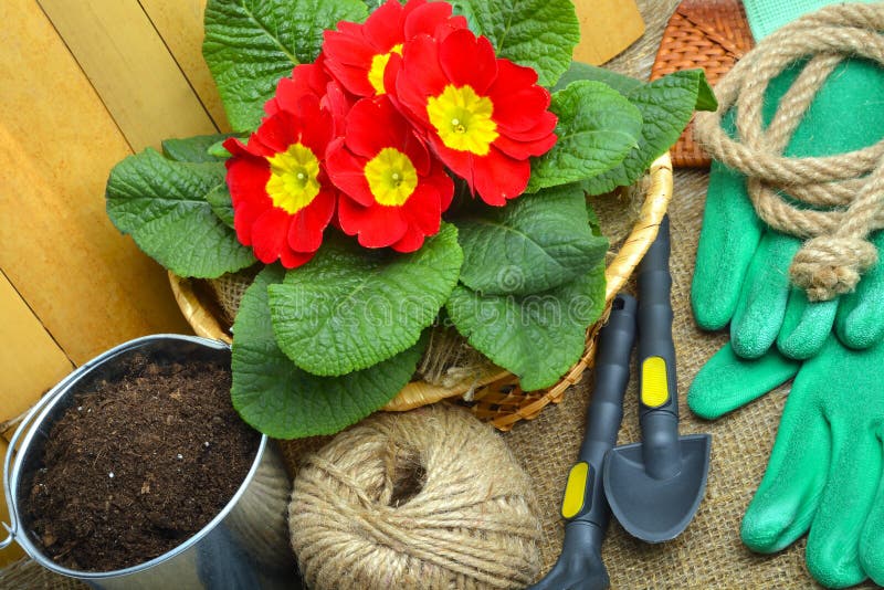 Blooming Spring Primulas in Flower Bed. Stock Image - Image of primula ...