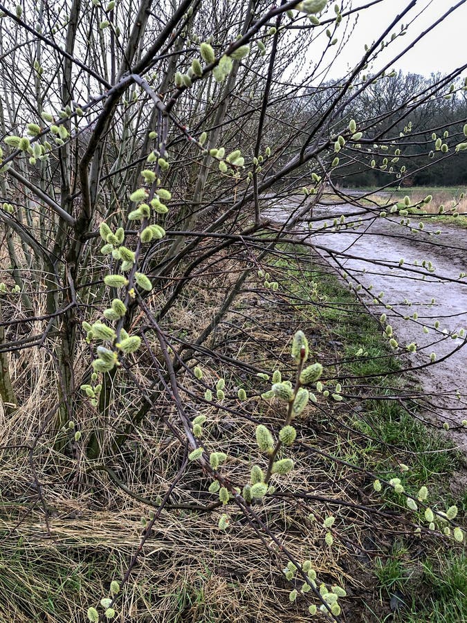 Blooming Spring Shoots on Salix Branches Stock Photo - Image of forest ...