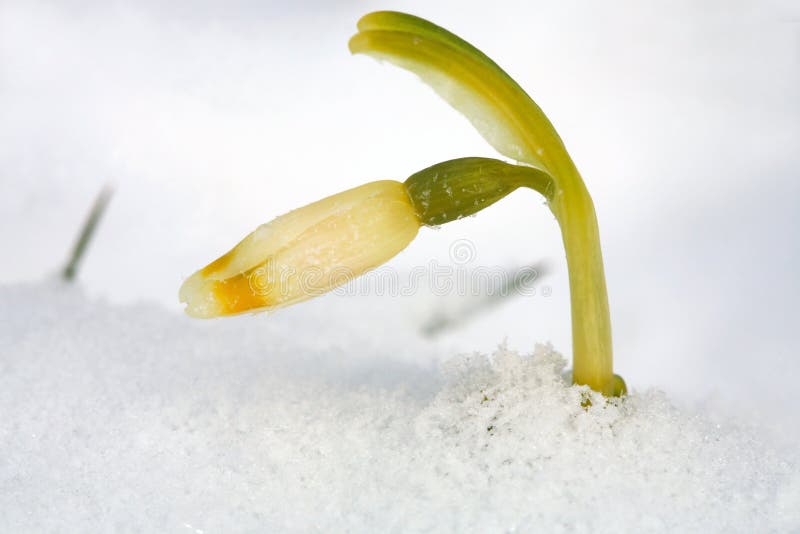 Blooming Spring Snowflake in Snow. a Sign of the First Spring Days ...
