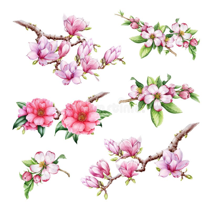 Apple Tree Pink Flowers. Watercolor Floral Illustration. Blooming Hand ...