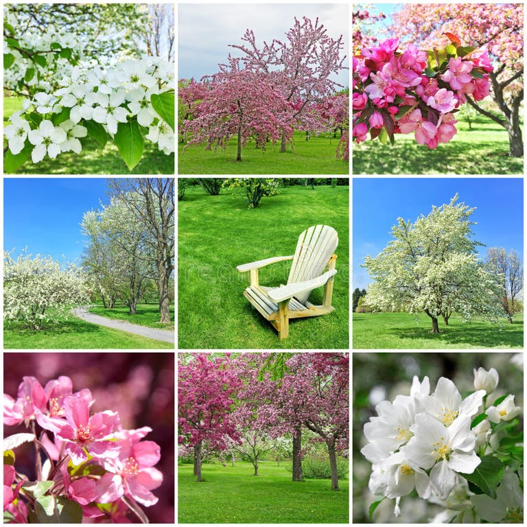 Blooming Spring Trees Collage Stock Photo - Image of chair, flowering ...