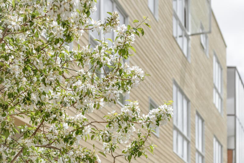 Blooming Spring Trees in Front of a Modern Building Stock Image - Image ...
