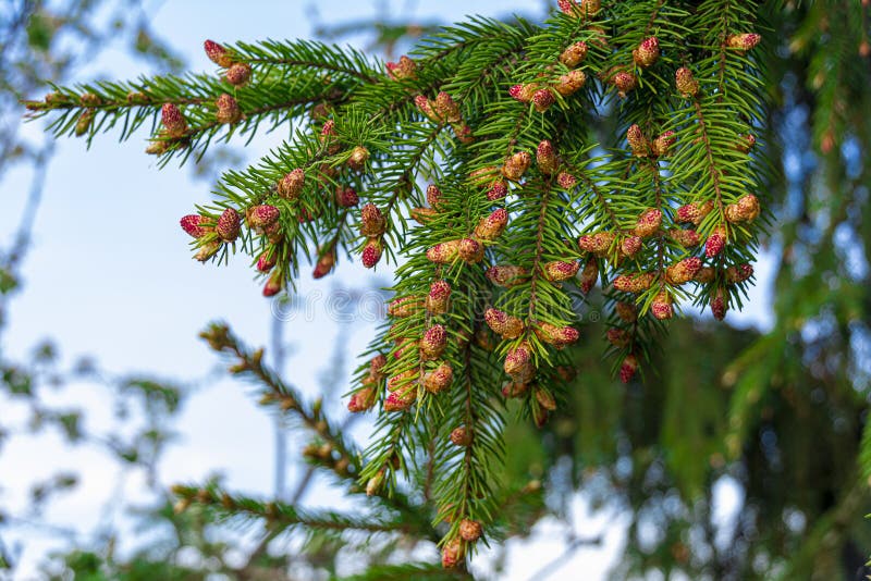 Blooming Spruce. Spruce Branches Close-up Stock Photo - Image of beauty ...