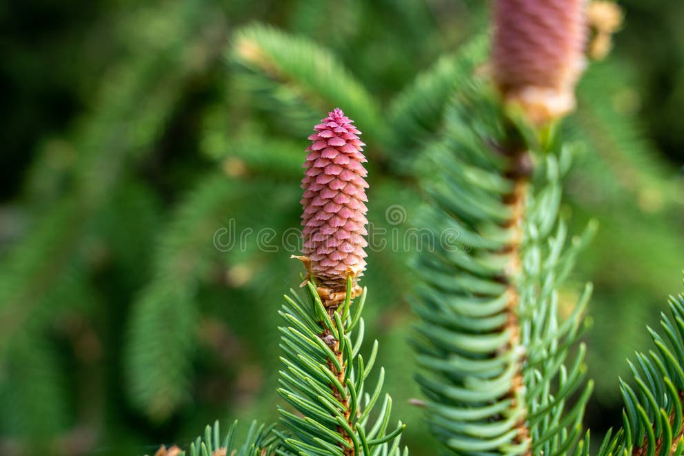 Blooming Spruce Tree Branches with Red Cones Stock Photo - Image of ...