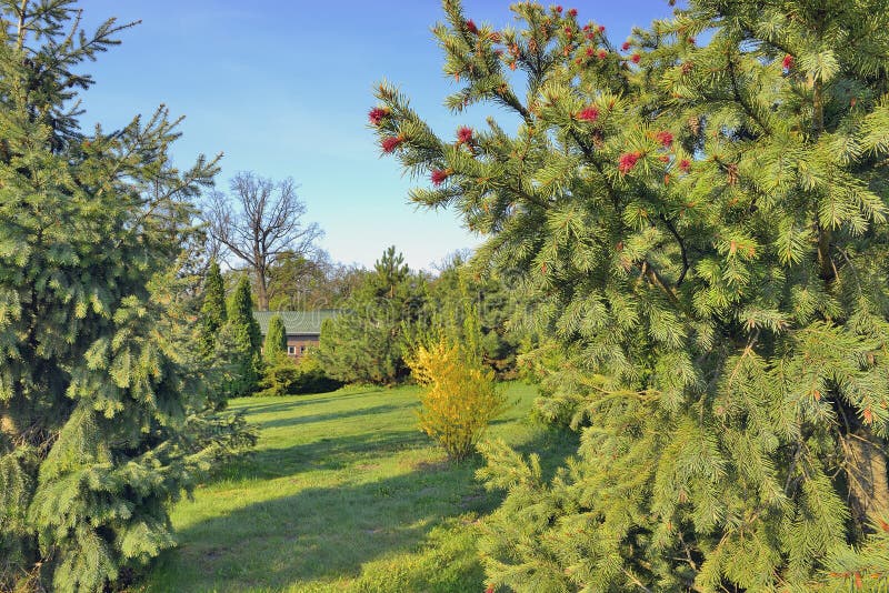 Blooming spruce stock photo. Image of beautiful, landscape - 53569928