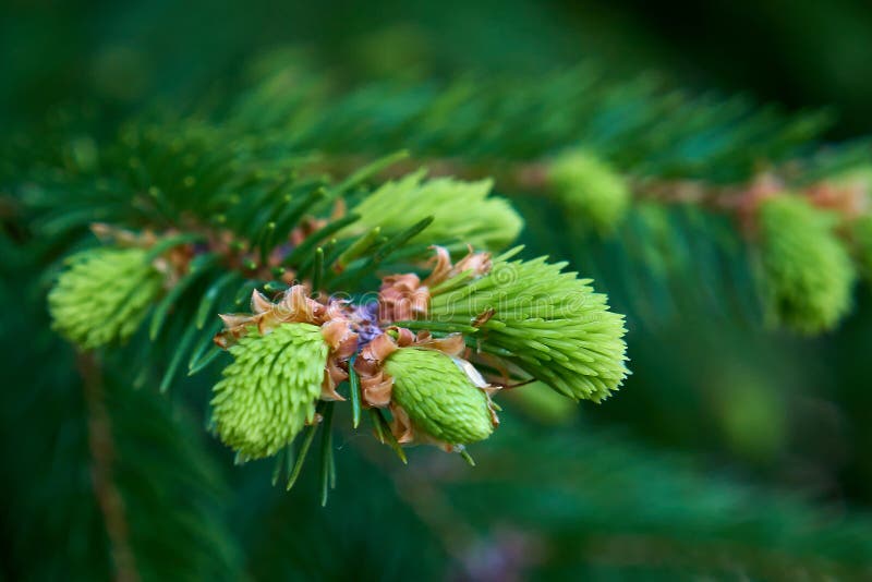 Blooming Spruce, Young Spruce Cones, Flowering Conifers. Stock Image ...