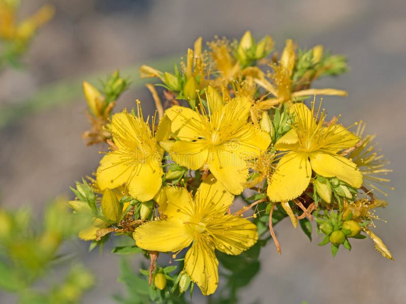 Blooming St. John S Wort, Hypericum Perforatum Stock Photo - Image of ...