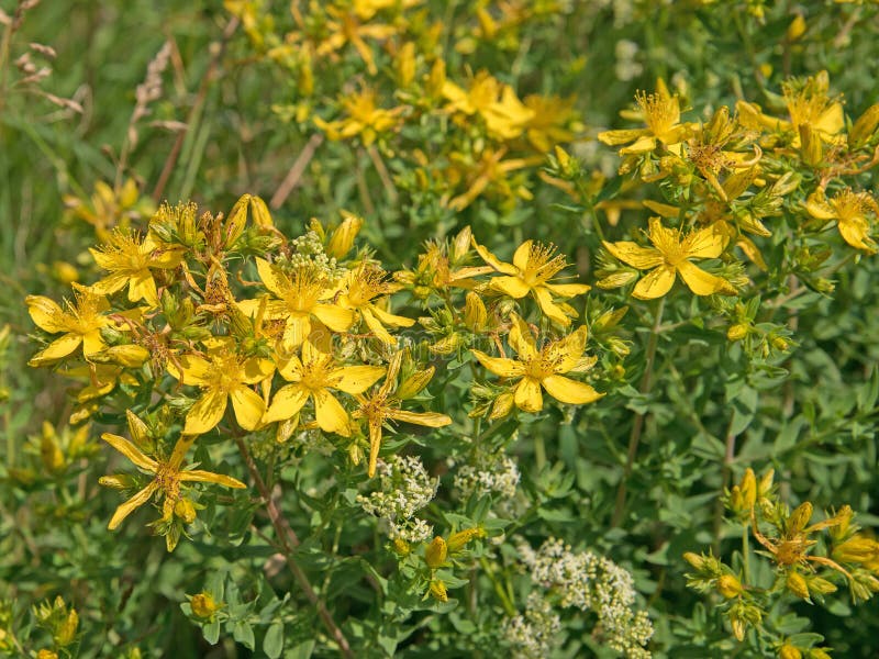 Blooming St. John S Wort, Hypericum Perforatum Stock Image - Image of ...