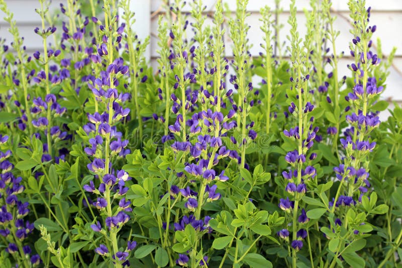 A False Blue Color of Irregular Sharp Needle-like Coconut Fiber View ...
