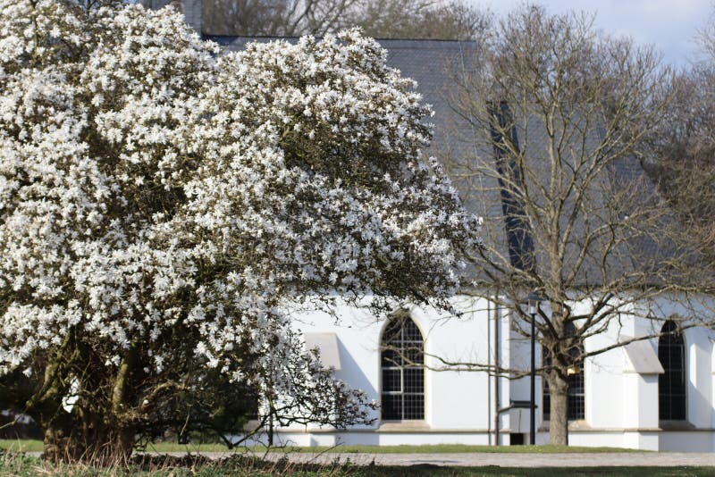 Blooming Star Magnolia Tree and Withered Tree/circle of Life Stock ...