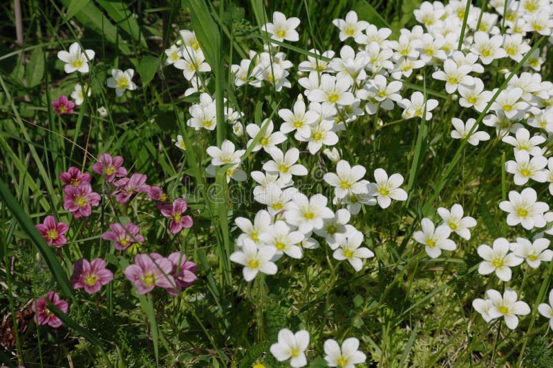Blooming Subulate Phlox stock image. Image of wildflower - 151965943