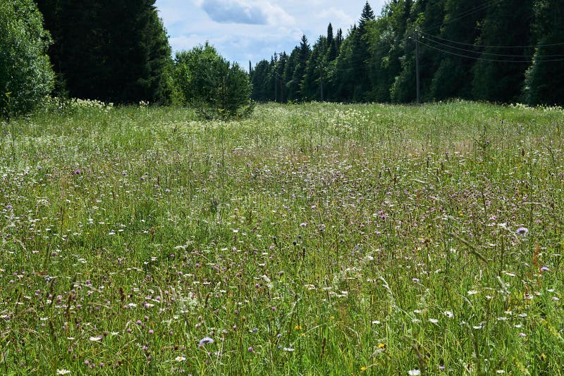 Meadow on a Clearing in Black Forest Stock Photo - Image of forest ...