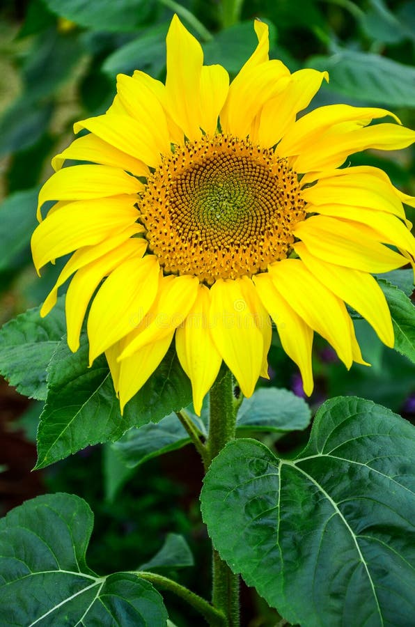 Blooming Sun flower stock photo. Image of season, plantation - 92629290