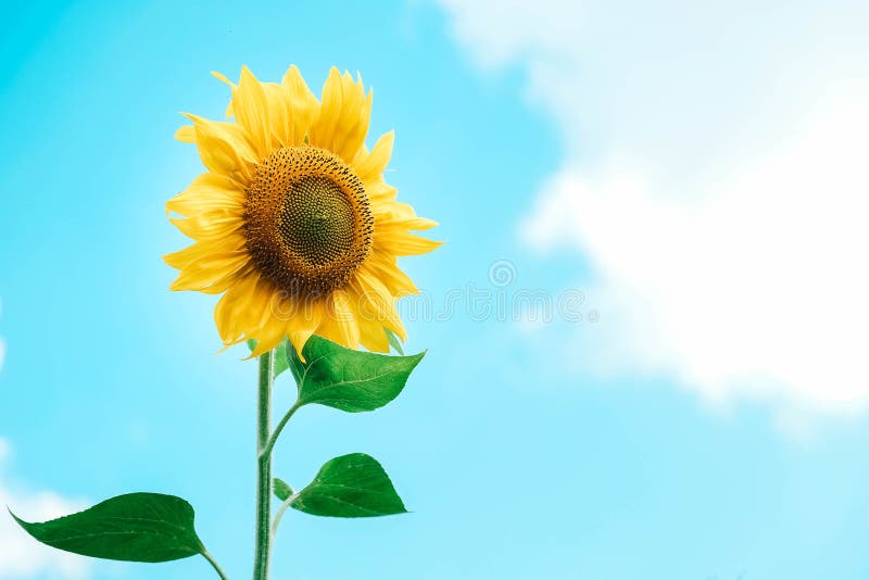 Sunflower Empty Seed Shells Stock Image - Image of pippin, black: 13038065