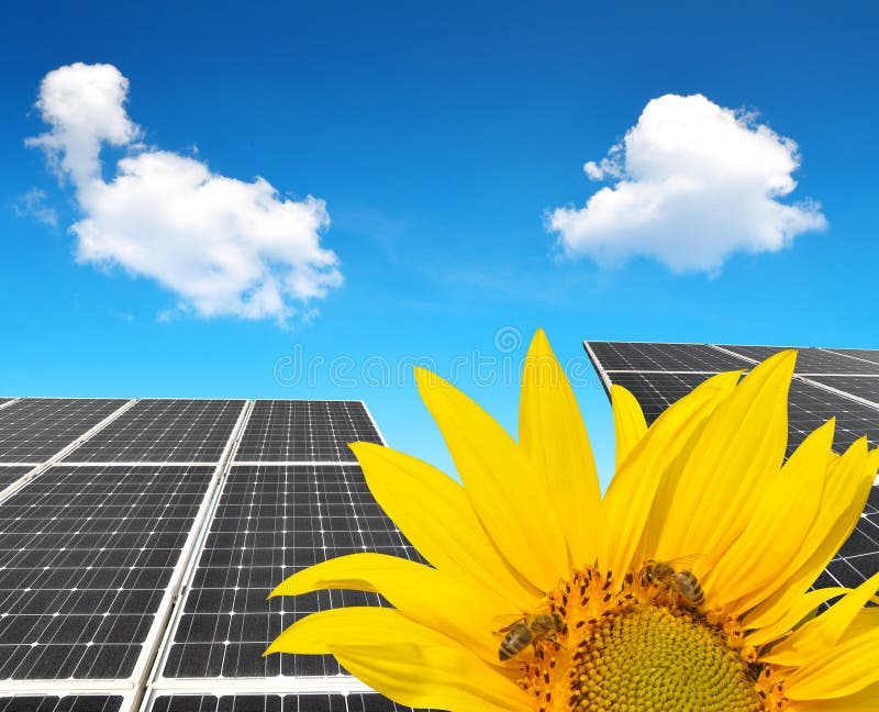 Blooming Sunflower in the Background Solar Panels. Stock Image - Image ...