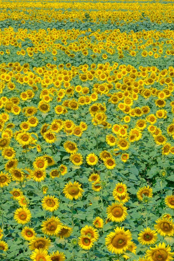 Blooming sunflower land stock image. Image of blossom - 121099979