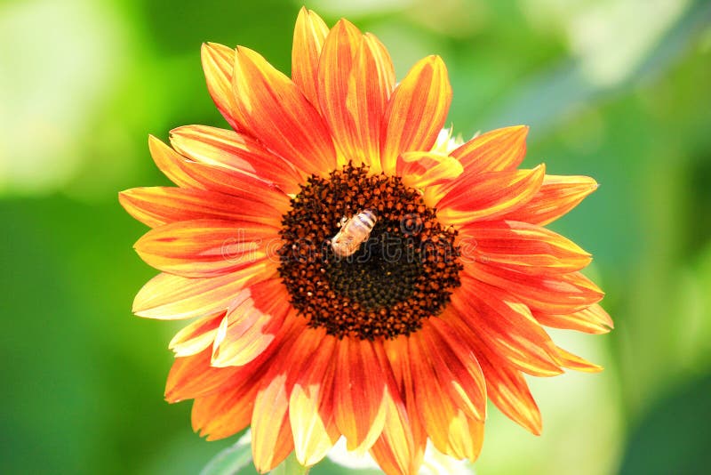 A Blooming Sunflower with Nectar Collected by a Bee Stock Photo - Image ...