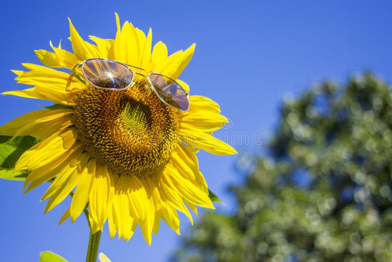Smiling Sunflower With Sunglasses Stock Photo - Image of outdoor ...