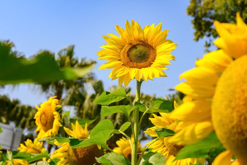 Blooming Sunflowers in Sunny Morning Stock Photo - Image of sunflower ...