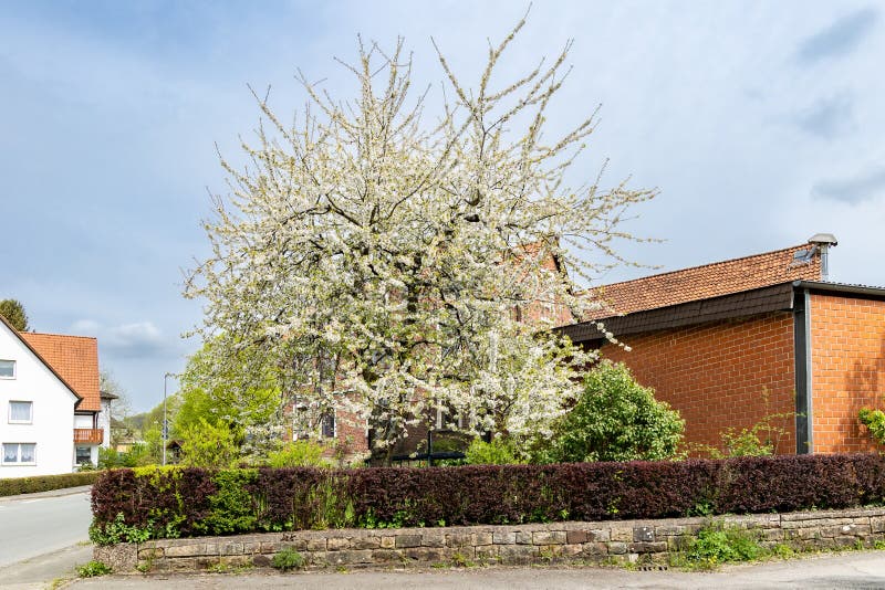 Cherry tree sapling stock photo. Image of knot, botany - 30375418