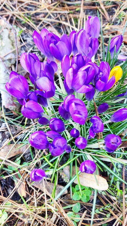 Colorful Sweet Crocuses Spring Flowers Blooms Stock Image - Image of ...