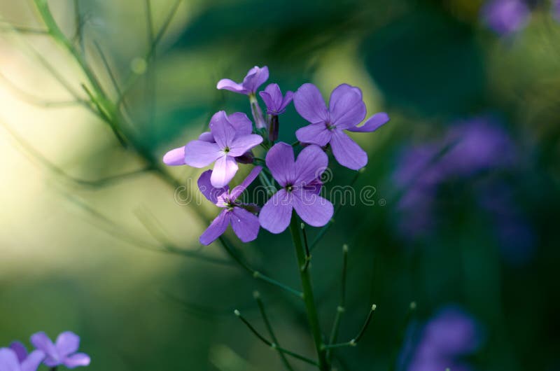 Blooming Sweet Rocket Flowers, Hesperis Matronalis Stock Image - Image ...