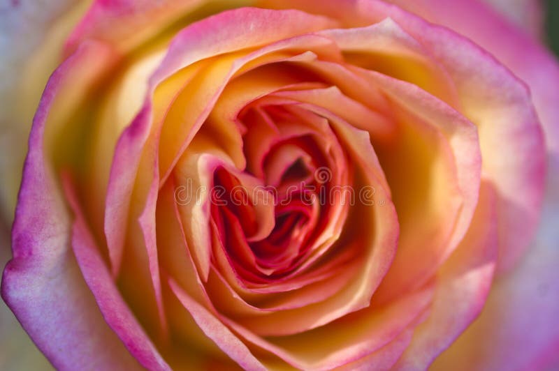 Blooming tea rose stock photo. Image of petal, stem, summer - 93014468