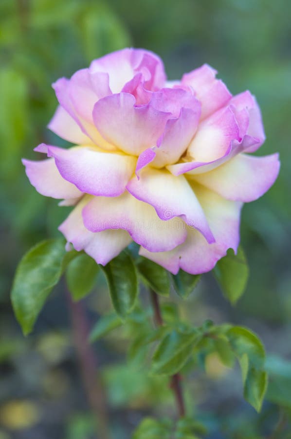 Blooming tea rose stock image. Image of flowers, green - 93014521