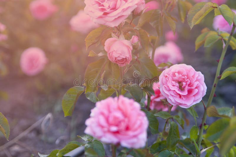 Blooming tea rose stock image. Image of fragrance, branch - 93014553