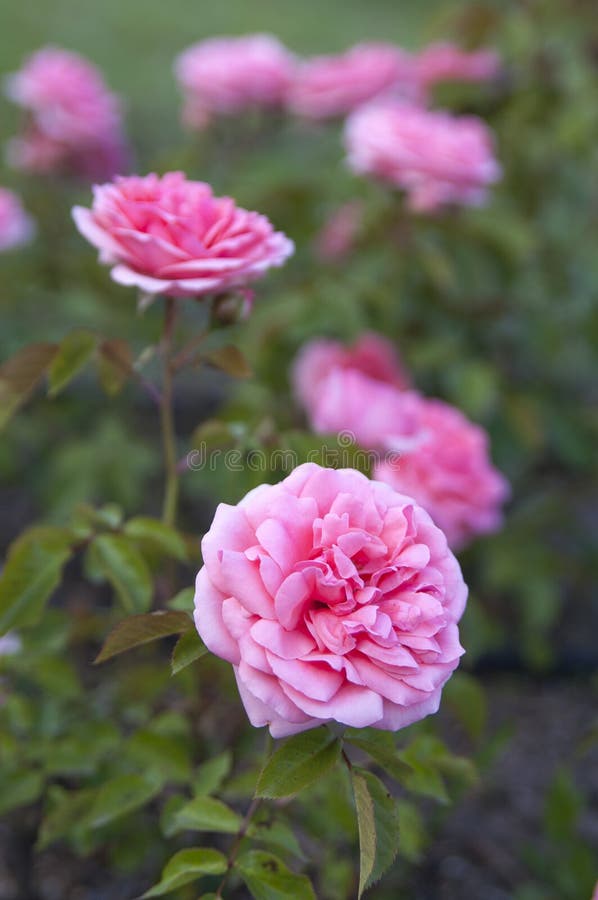 Blooming tea rose stock photo. Image of macro, branch - 93014576