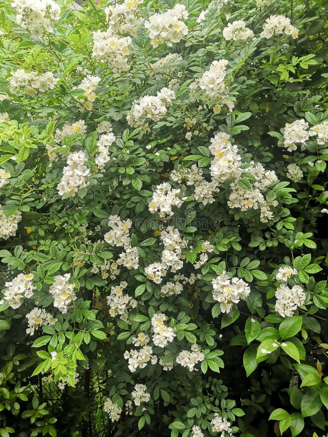 Blooming Tea Rose on a Bush in Spring Stock Photo - Image of blooming ...