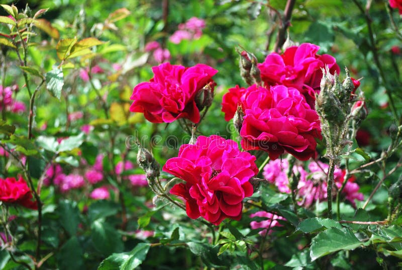 Blooming Tea Rose Bushes Close-up Stock Photo - Image of flora, green ...