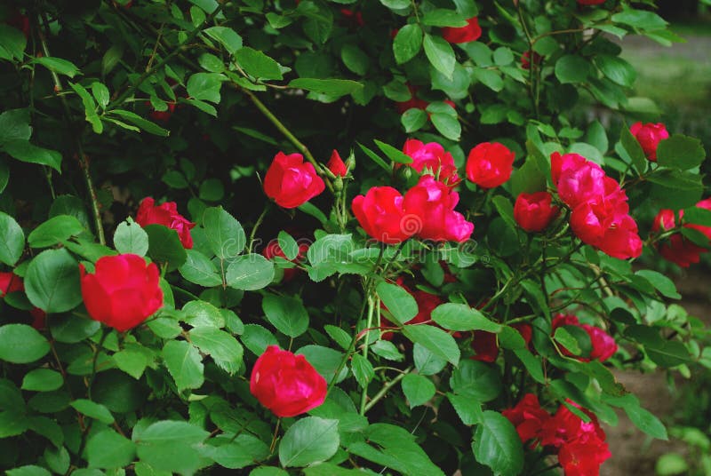 Blooming Tea Rose Bushes Close-up Stock Image - Image of decoration ...