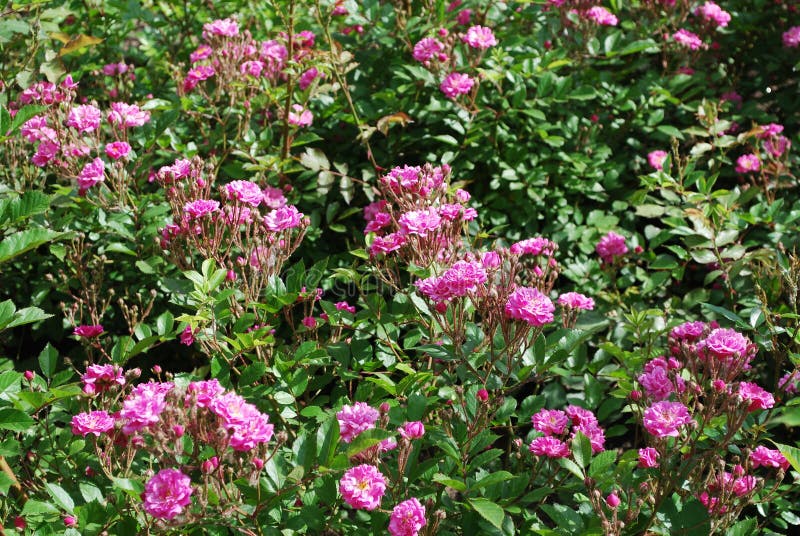 Blooming Tea Rose Bushes Close-up Stock Image - Image of close, bushes ...