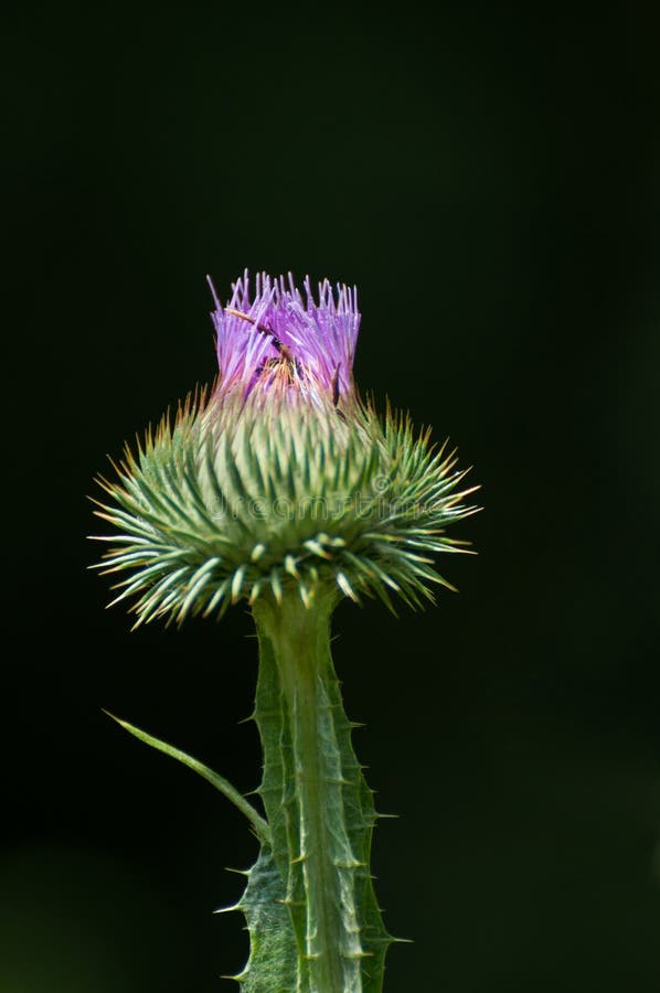Blooming Thistle on a Black Background Stock Image - Image of close ...