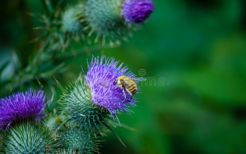 Blooming Thistle Flower with Bee Collecting Pollen Stock Photo - Image ...
