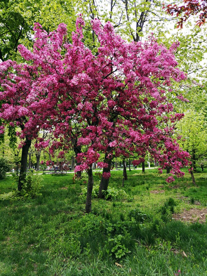 Blooming Thundercloud Purple-leaf Plum in the Spring Stock Image ...