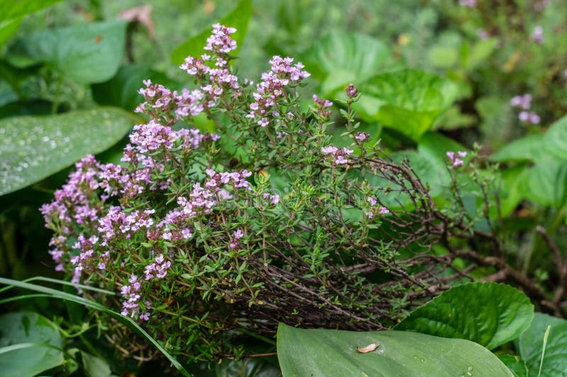 Blooming Thyme Bush. Culinary and Decorative Herb Stock Photo - Image ...