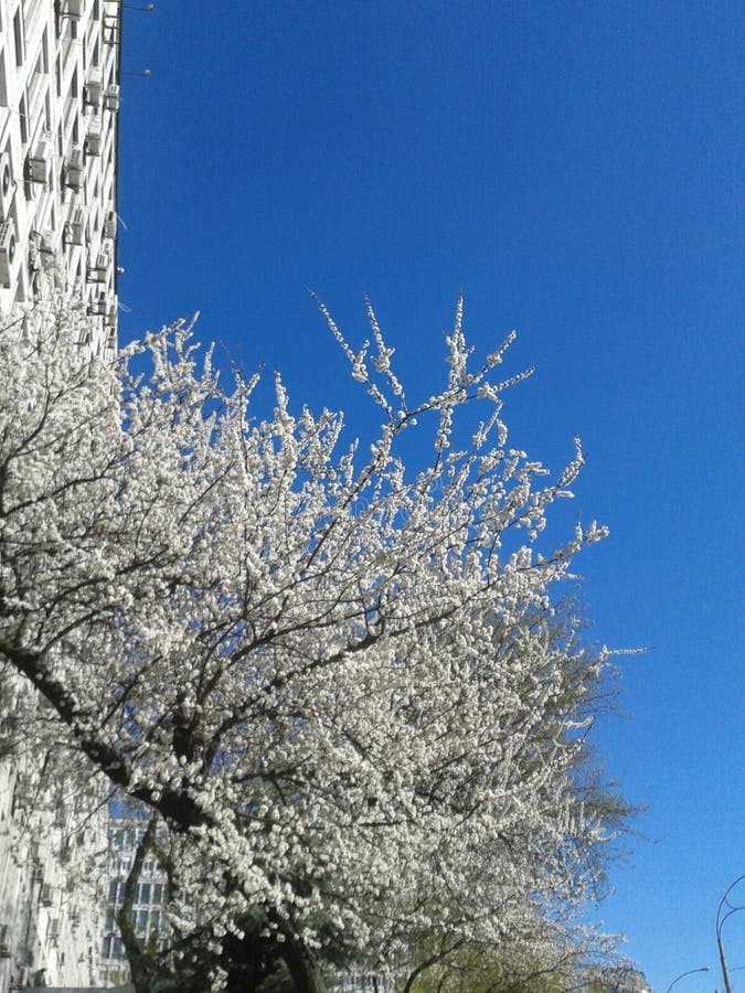 Blooming time stock photo. Image of time, blooming, merges - 178507416